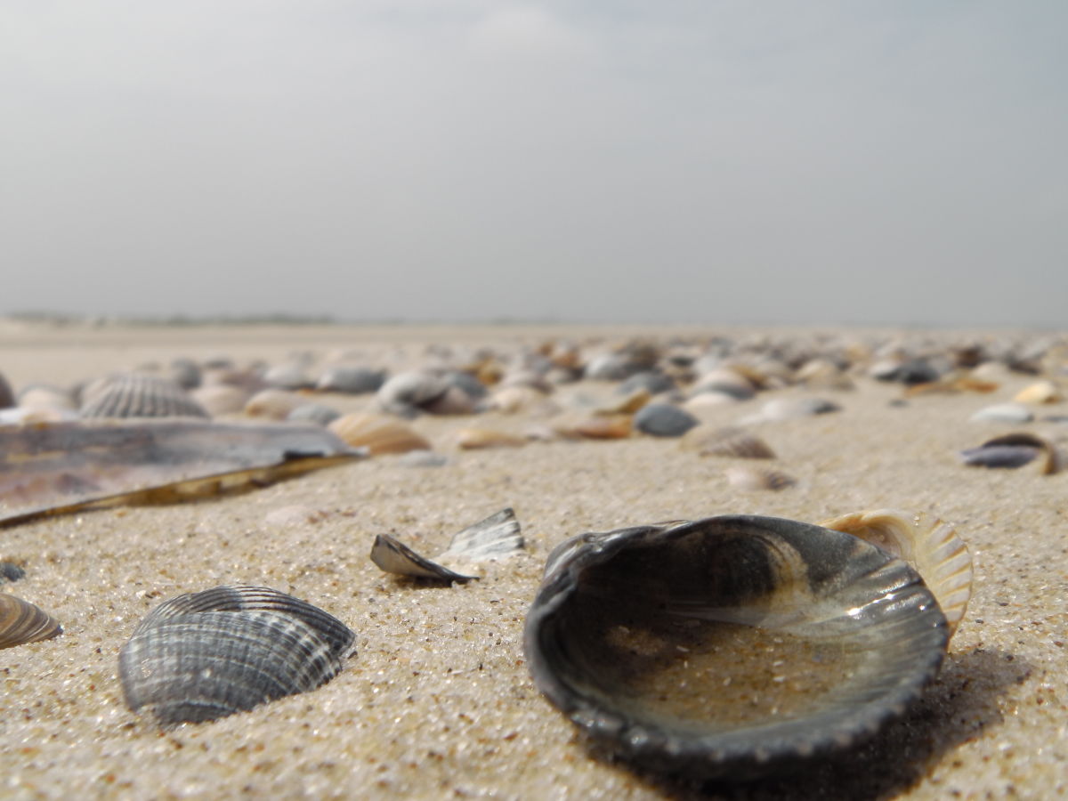 Ferienwohnung Kleine Perle, Norderney, Herr Ralf Jürgens