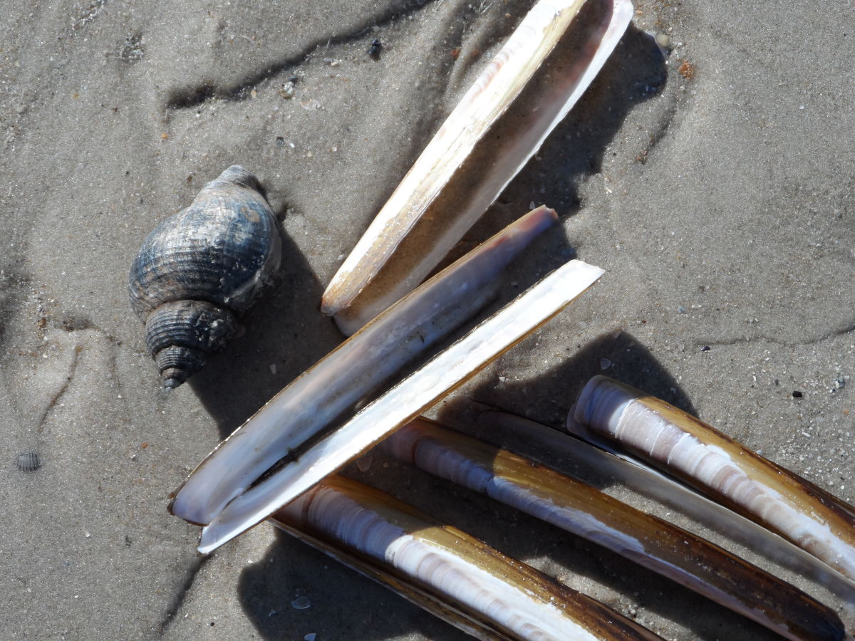 Ferienwohnung Haus Seewind, Norderney, Familie F. Hartwig