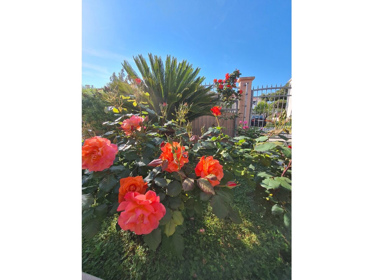 Villa Stela-Dream Family Oasis, Kastel Novi, family Stela i Ivo Vucic